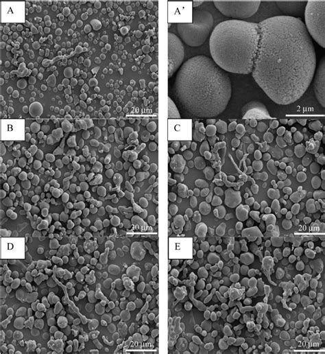 scanning electron micrographs of gems 0067 starches harvested at