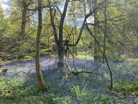 Kent Learn To Identify Trees And Shrubs By Their Leaves And Flowers With Kent Wildlife Trust