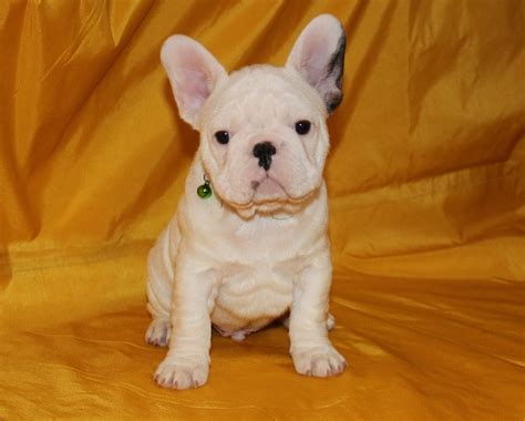 Аэлита Питомник Французских бульдогов