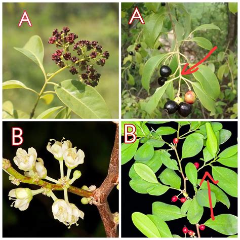 නොදන්න ශාක වල කැඳ බොන්නෙ මැල්ලුම් කන්නෙ පරිස්සමෙන් Elakiri