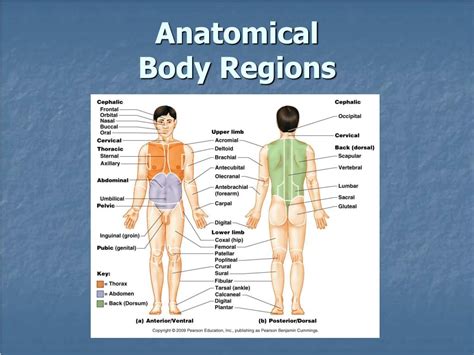 Anatomical Regions And Organs At Andrea Mcclelland Blog