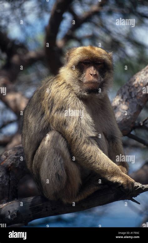A Barbary Ape Macaca Sylvanus At Apes Den Near Moorish Castle In