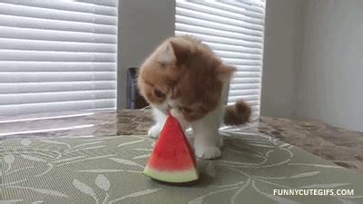 Funnycutes Watermelon  Wiffle