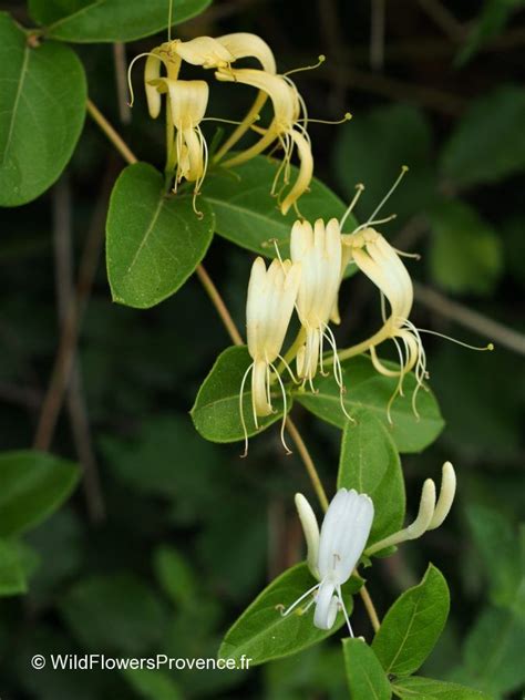 Lonicera Implexa Wild In Provence Lonicera Implexa Wild In Provence