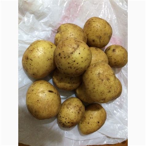 КАРТОФЕЛЬ сорт ГАЛА урожай 2020г полтарашка — Agro Kazakhstan