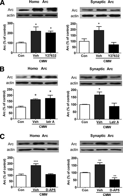 Actin Polymerization Dependent Increase In Synaptic Arc Arg3 1 Expression In The Amygdala Is
