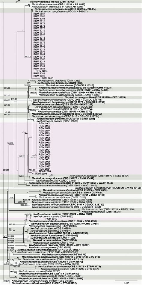 phylogram generated with maximum likelihood ml and bayesian inference