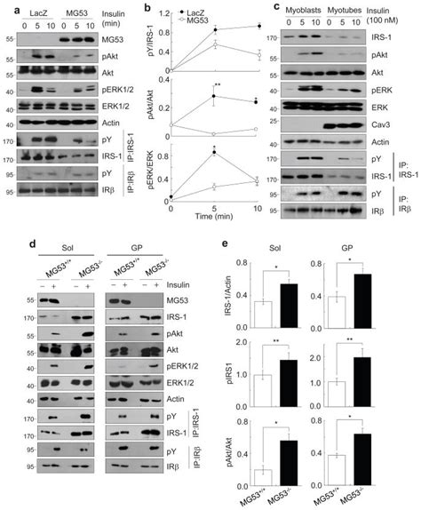 Mg53 Induced Irs 1 Ubiquitination Negatively Regulates Skeletal