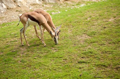 Gazelle | Photo Premium