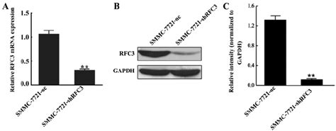 Downregulation Of Replication Factor C Subunit 3 Rfc3 Through Download Scientific Diagram