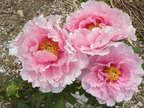 Paeonia Suffruticosa Surprise Pink Japanese Tree Peony Potted