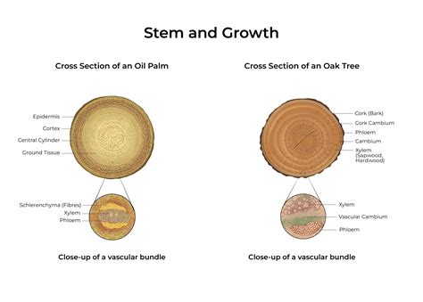 Oil Palm Anatomy 5 Ways An Oil Palm Differs From A Typical Tree