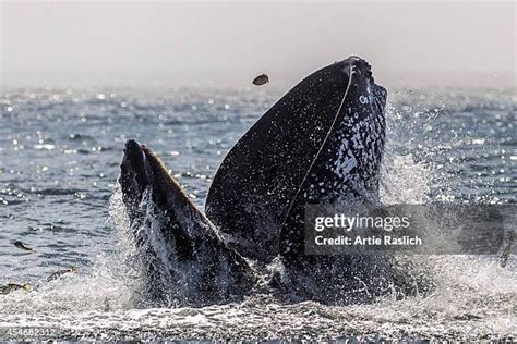 Humpback Whale Lunge Feeding Photos And Premium High Res Pictures