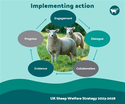 New Welfare Strategy Launched By The Uk Sheep Industry Sheep