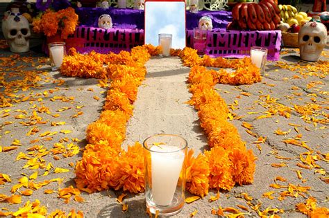 ¿qué Representa La Flor De Cempasúchil En El Día De Muertos En México