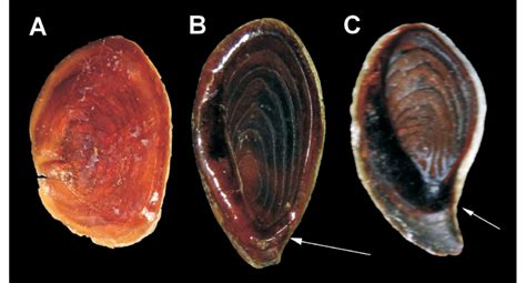 Operculum In Inner View A Buccinum Undatum Round Operculum Char Download Scientific