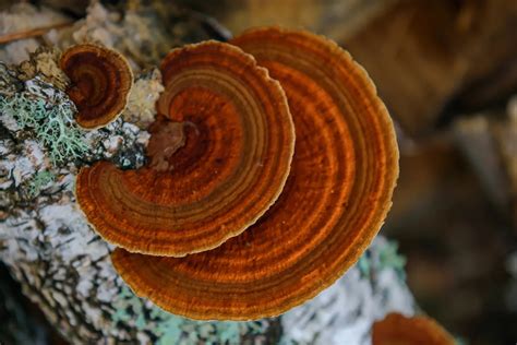 Chaga Mushroom Identification How To Recognize It Everyday Dose