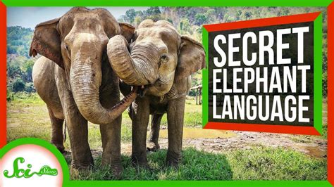 The Secret Language Of Elephants Youtube