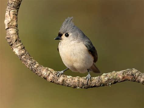 Female Tufted Titmouse How To Identify Vs Male Birdfact