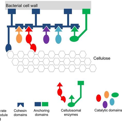 Multienzyme Complexes Metabolons Natures Strategy To Solve