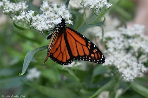 Butterfly Photograph By David Lee Dorr Pixels