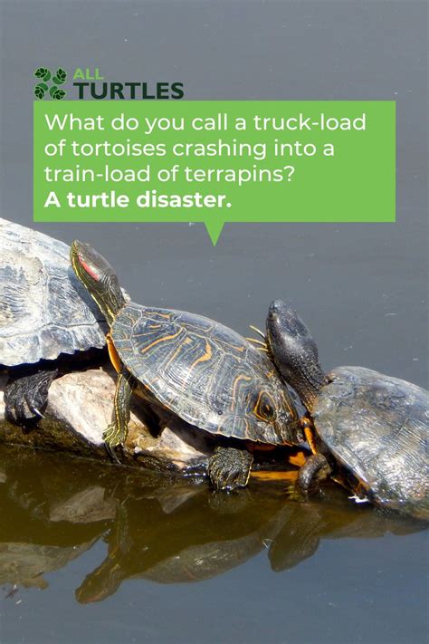 Guide On How To Tell The Gender Of A Turtle Artofit