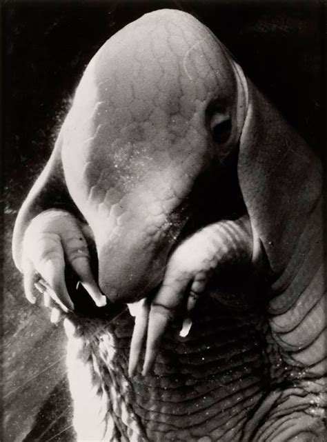 elogio de dora maar una fotógrafa genial que permanece olvidada bajo