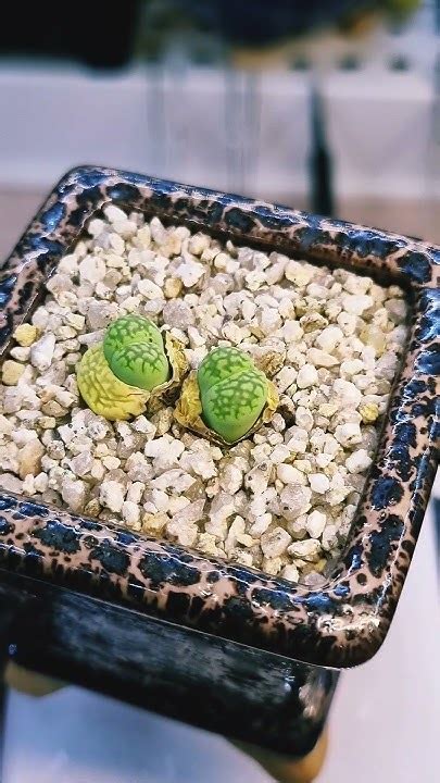 리톱스리톱스키우기리톱스탈피무재 Youtube