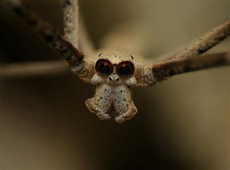 Ogre Faced Net Casting Spider Ausemade