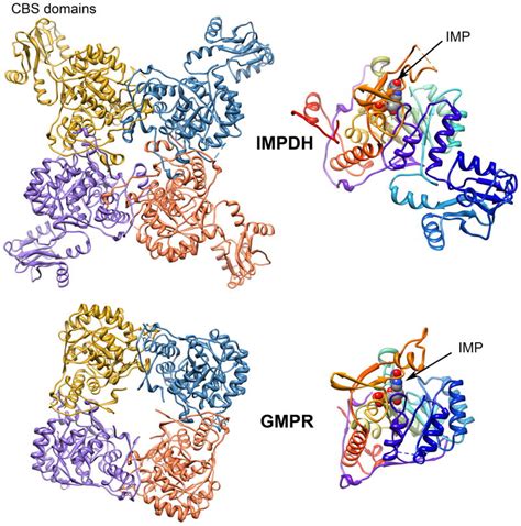 The Dynamic Determinants Of Reaction Specificity In The Impdh Gmpr