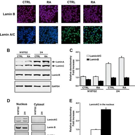 Lmna Gene Interactomic Network A Interactome Of The Lmna Gene