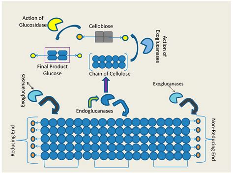 Microbial Beta Glucosidase Enzymes Recent Advances In Biomass