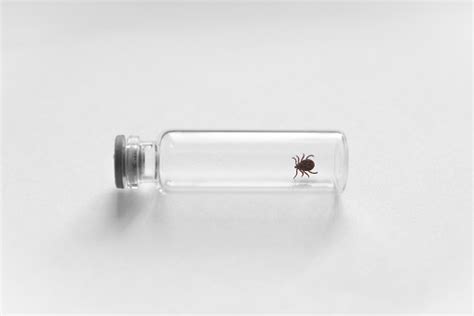 위험한 감염된 물기 시험관 내 진드기 감염 및 바이러스의 진드기 운반체 라임 레지스에 대한 스톡 사진 및 기타 이미지 라임 레지스 질병 0명 Istock