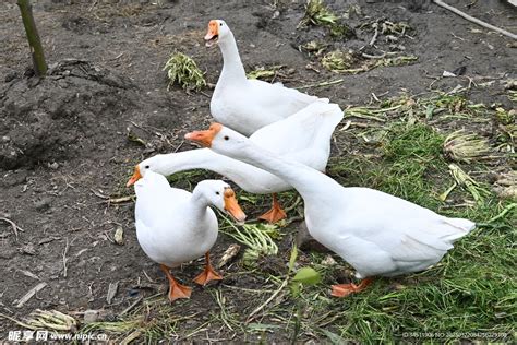 鹅摄影图 家禽家畜 生物世界 摄影图库 昵图网