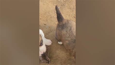 어린꼬물이집으로아장아장 Youtube