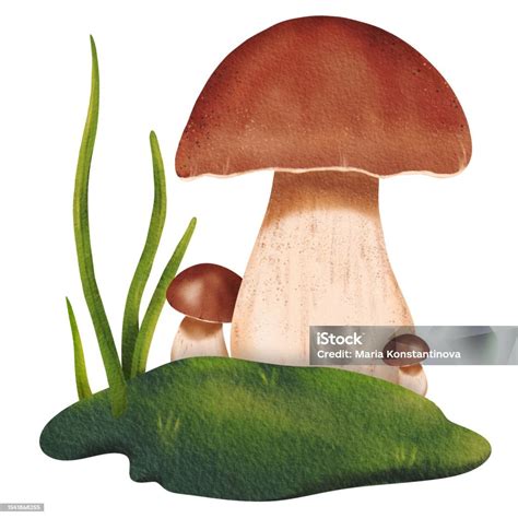 섬세한 숲 구성 개간지에서 녹색의 신선한 풀로 둘러싸인 한 쌍의 포르 치니 버섯 고립된 수채화 그림 교과서 매뉴얼 튜토리얼 가이드북 워크북 연습 0명에 대한 스톡 벡터 아트