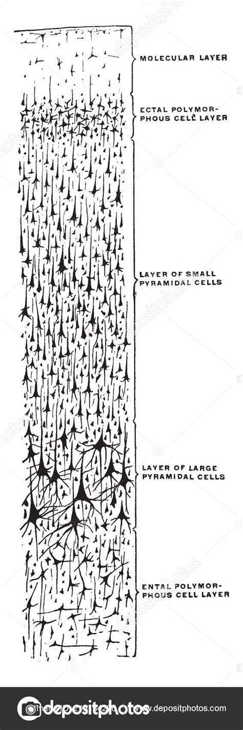 Cerebral Cortex Layers Cerebral Cortex Layers