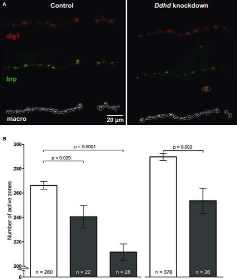 Synapse Morphology And Organization At The Drosophila Nmj Of Control Download Scientific