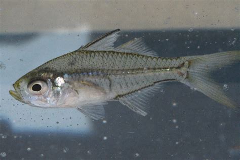 Commersons Glassy Ambassis Ambassis