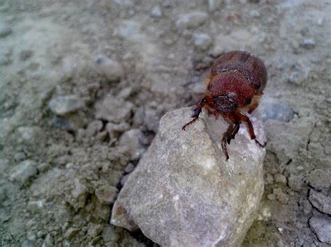 Free Picture Big Red Beetle Insect Ground