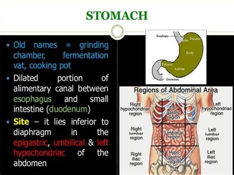 Gastro Intestinal Track Pdf