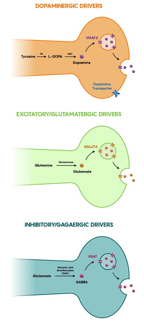 3 5 Cre Lox Driver Lines And Next Order Specificity Neuroscience Canadian 1st Edition