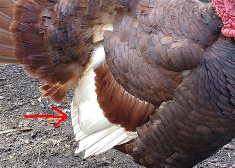Turkey Anatomy Revealing The Mysteries Of Snood Caruncle Wattle And