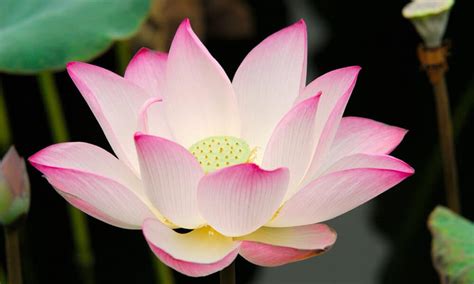 Saiba Como Cultivar A Belíssima Flor De Lótus Da Maneira Correta