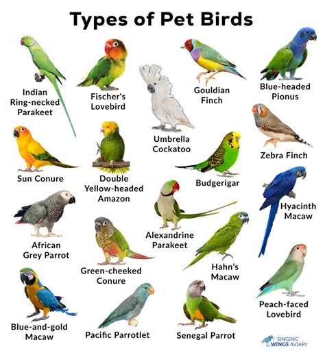 What S The Most Common Pet Bird At Melissa Bishop Blog What S The Most Common Pet Bird At Melissa Bishop Blog