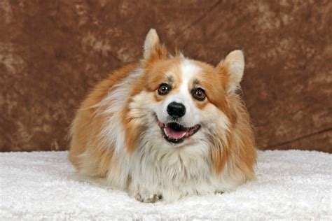 25 Yorkie Mixed Breeds With Info And Pictures Hepper Pet Resources