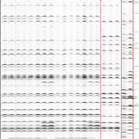 Li Cor Aflp Gel Electrophoresis Of Selective Amplification Reactions