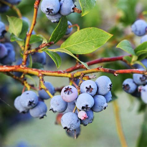 Blueberry Bushes For Sale Lowes At Blake Corlis Blog