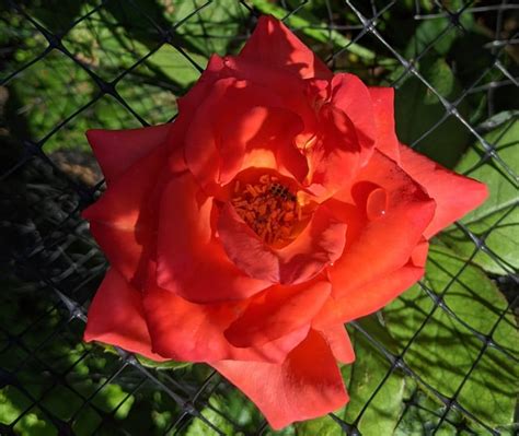 Snug As A Bug In A Bud R Roses