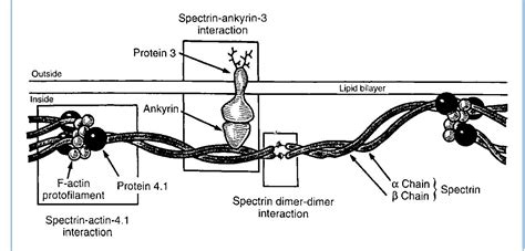 2 Schematic Drawing Of The Erythrocyte Cytoskeleton From